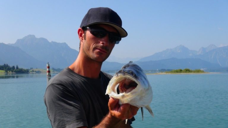 Forggensee | Alpside Fishing